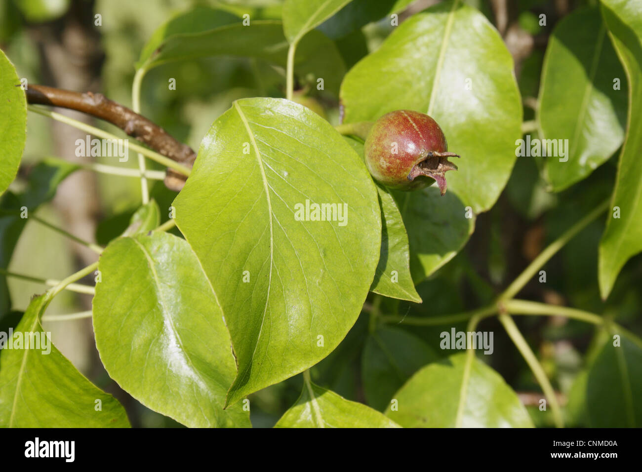 Pear Cultivars High Resolution Stock Photography and Images - Alamy