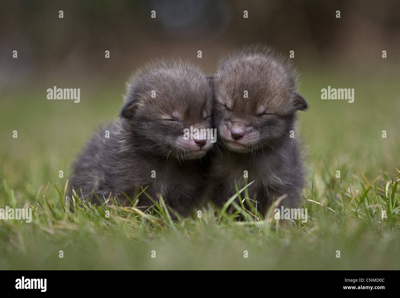 Two orphan cubs hi-res stock photography and images - Alamy