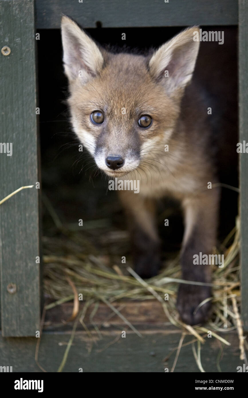 Orphan Fox Cub High Resolution Stock Photography and Images - Alamy