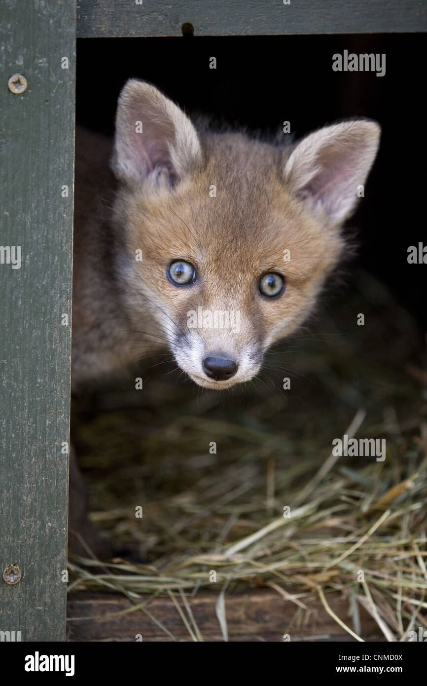 Wildlife rescue centres fox hi-res stock photography and images - Alamy