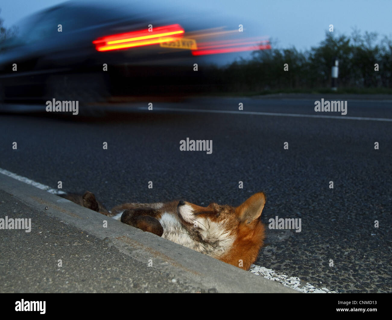 Cars kill animals hi-res stock photography and images - Alamy