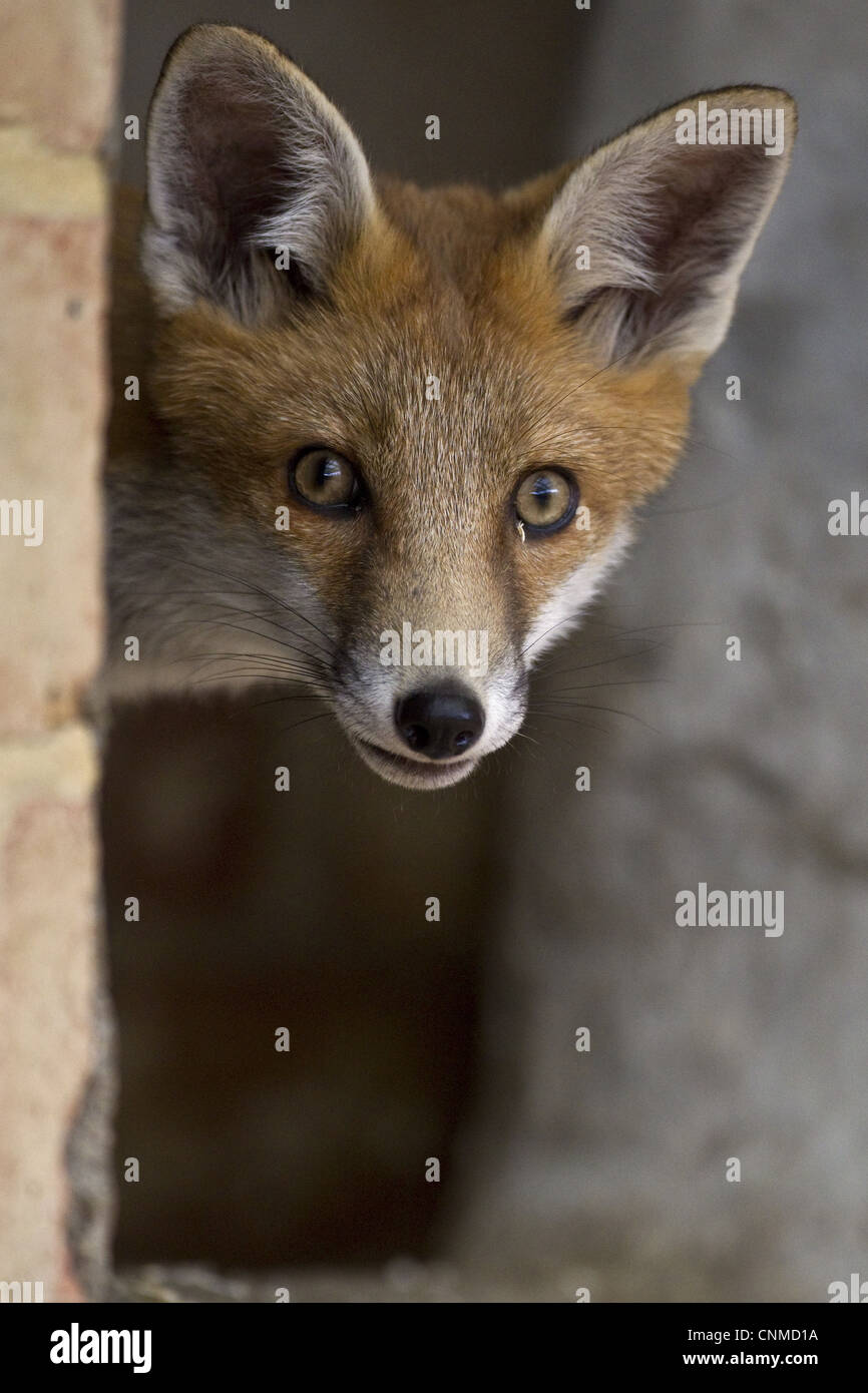 Rescue fox cub hi-res stock photography and images - Alamy