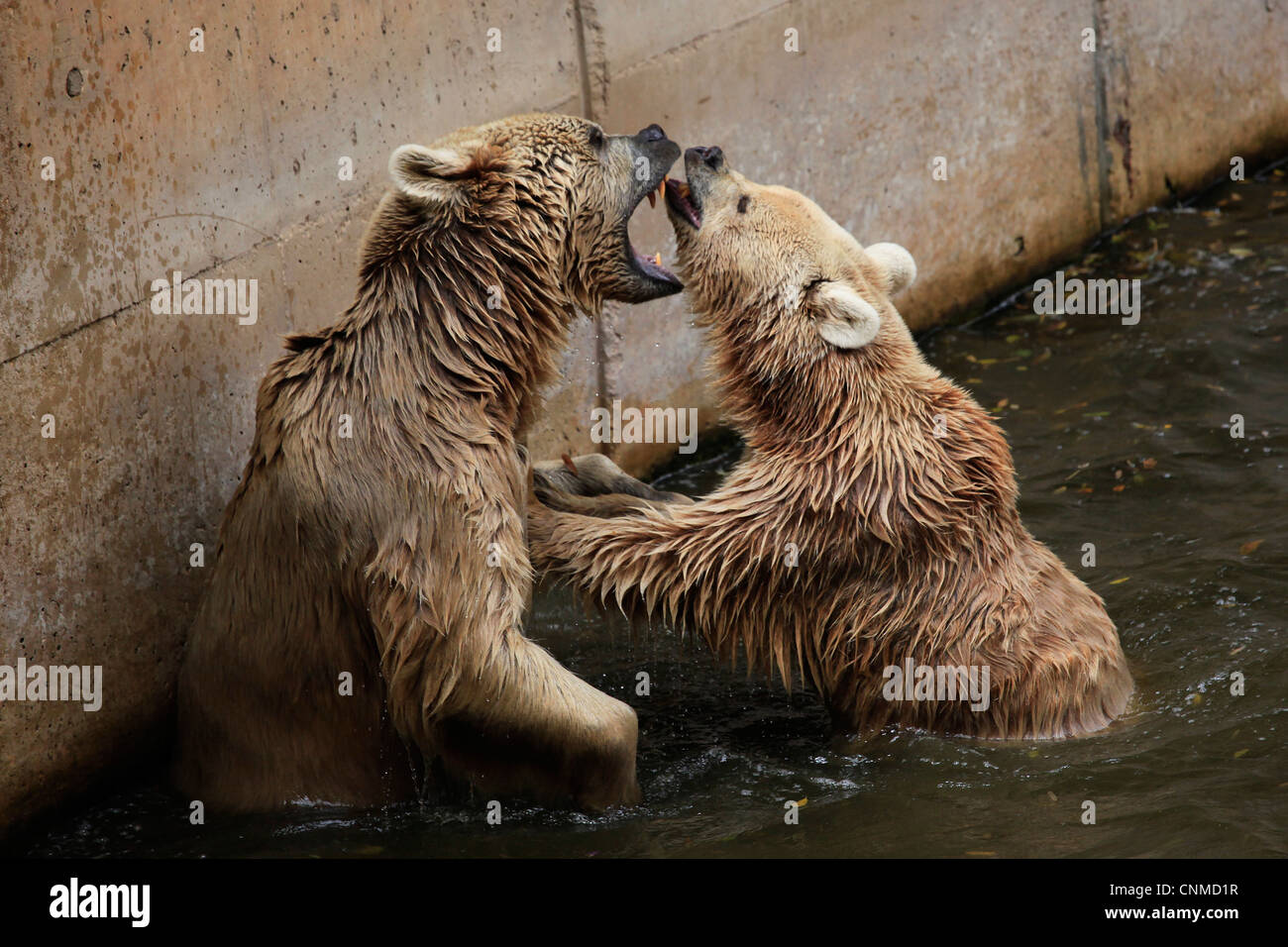 Two white bears playing in the pool at the Ramat Gan Safari, officially ...