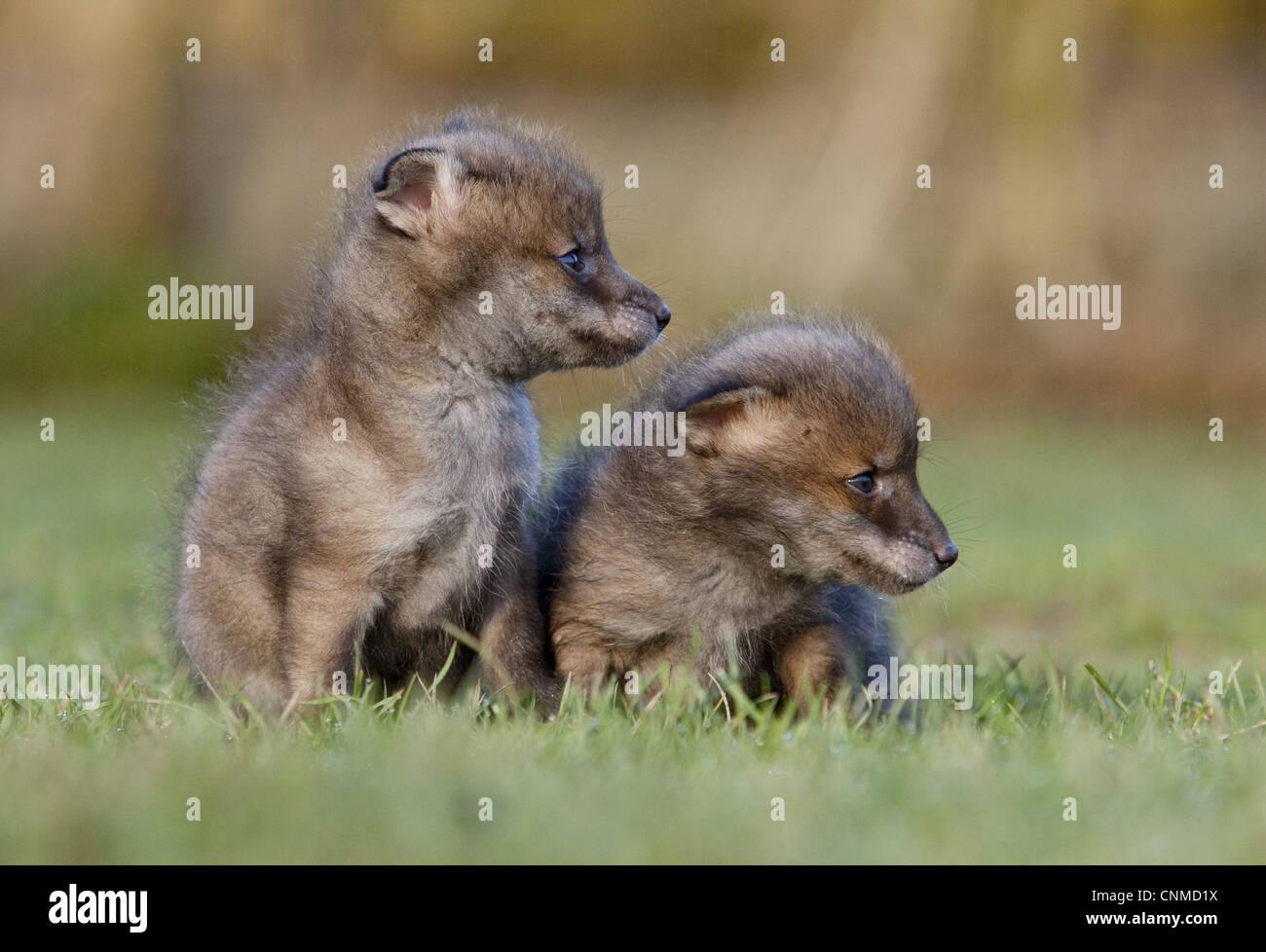 Rescue fox cub hi-res stock photography and images - Alamy