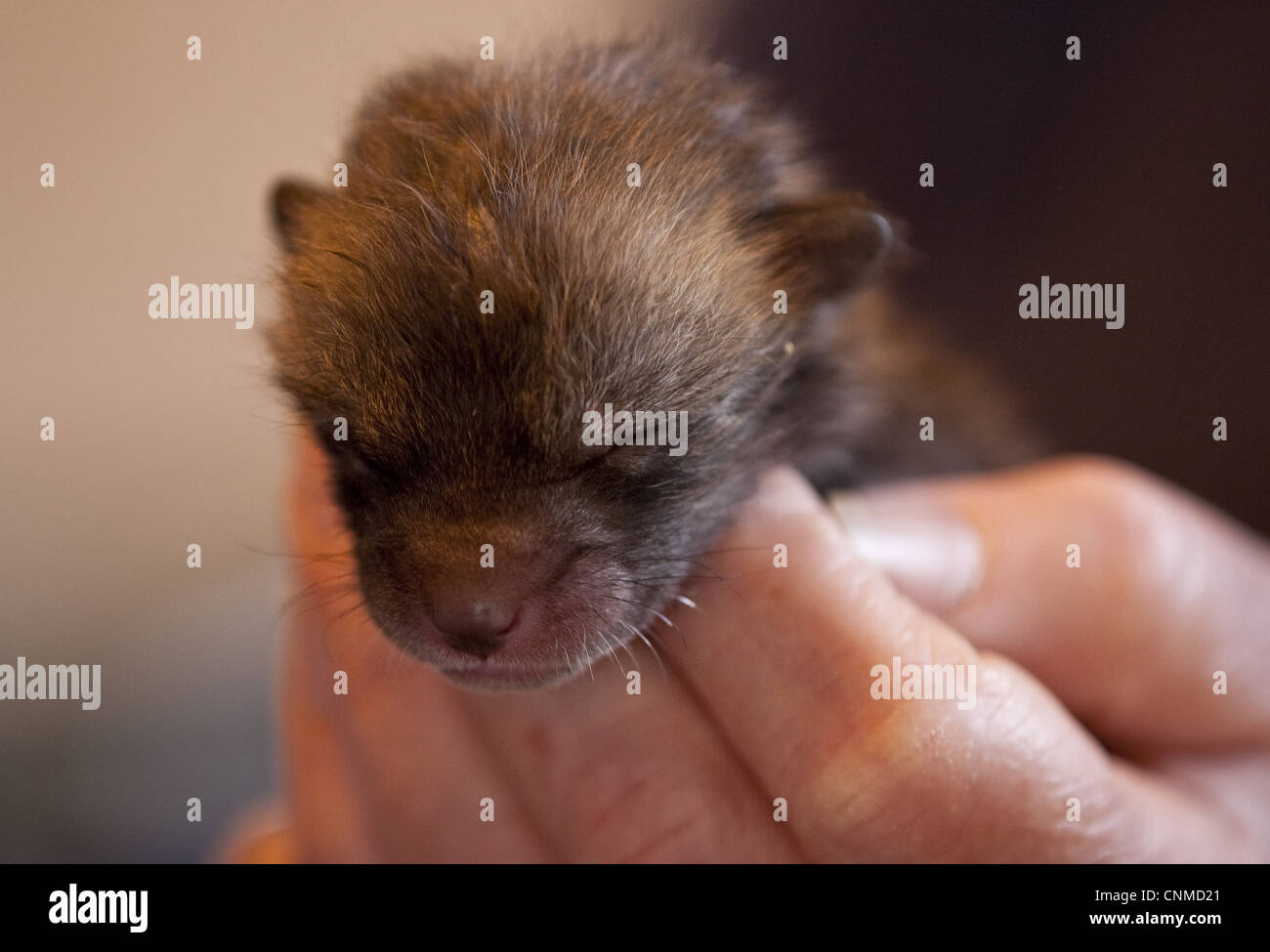 Rescue fox cub hi-res stock photography and images - Alamy