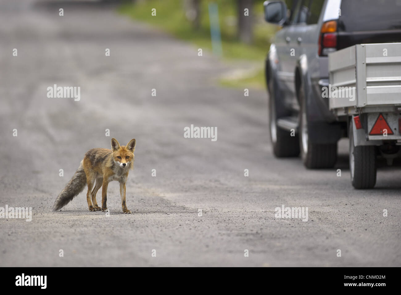 European Red Fox (Vulpes vulpes) adult, crossing road near vehicle ...