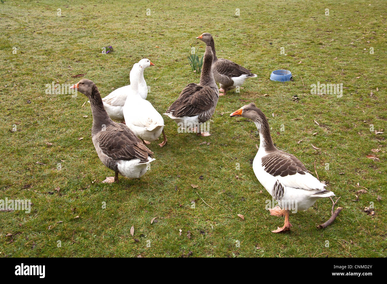 Farmyard Geese High Resolution Stock Photography and Images - Alamy