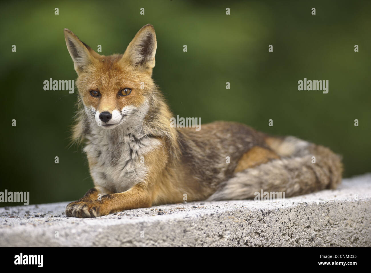Ligurian alps hi-res stock photography and images - Alamy
