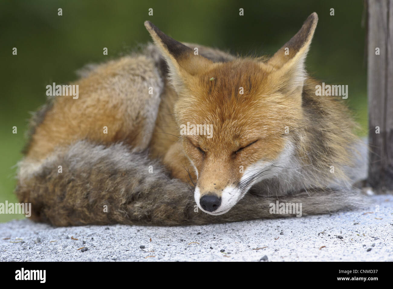 European Red Fox (Vulpes vulpes) adult, resting on concrete, Ligurian ...