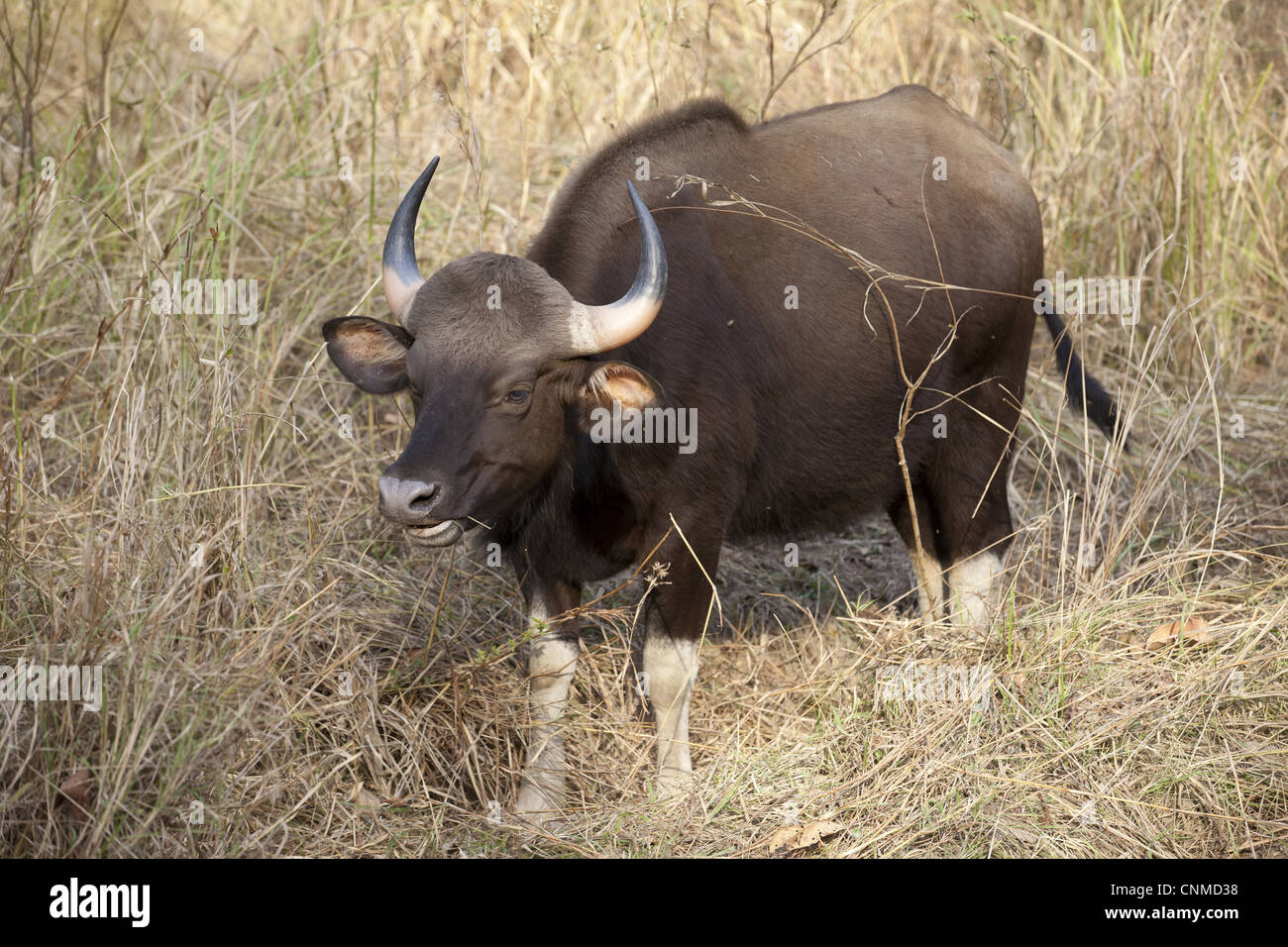 Grass feeding gaur hi-res stock photography and images - Alamy