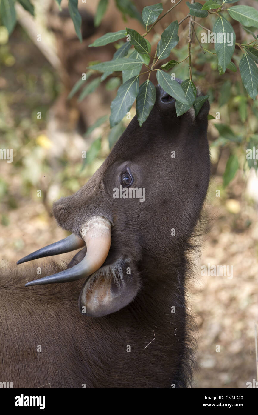 Indian gaur face hi-res stock photography and images - Alamy