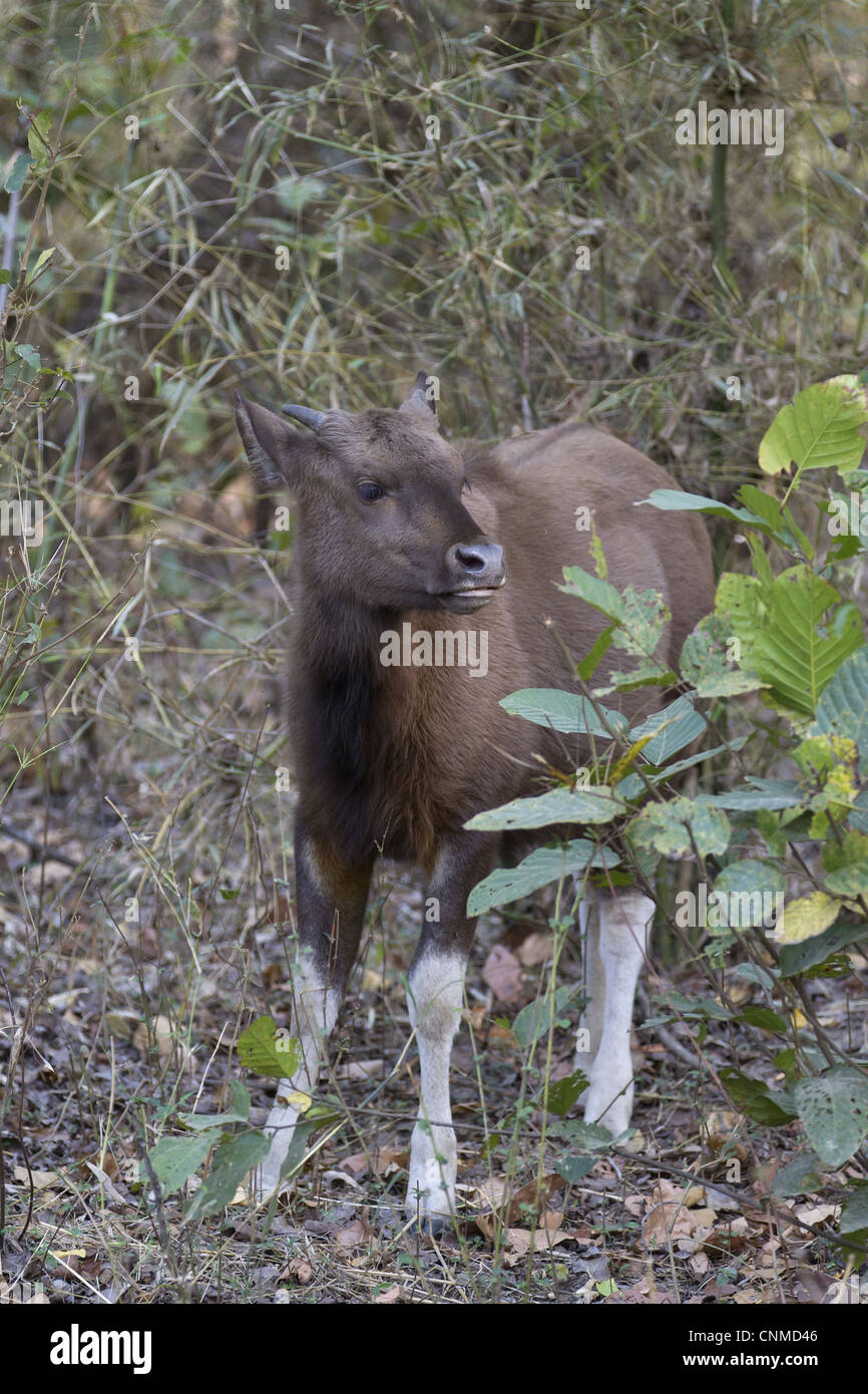 Baby gaur hi-res stock photography and images - Alamy