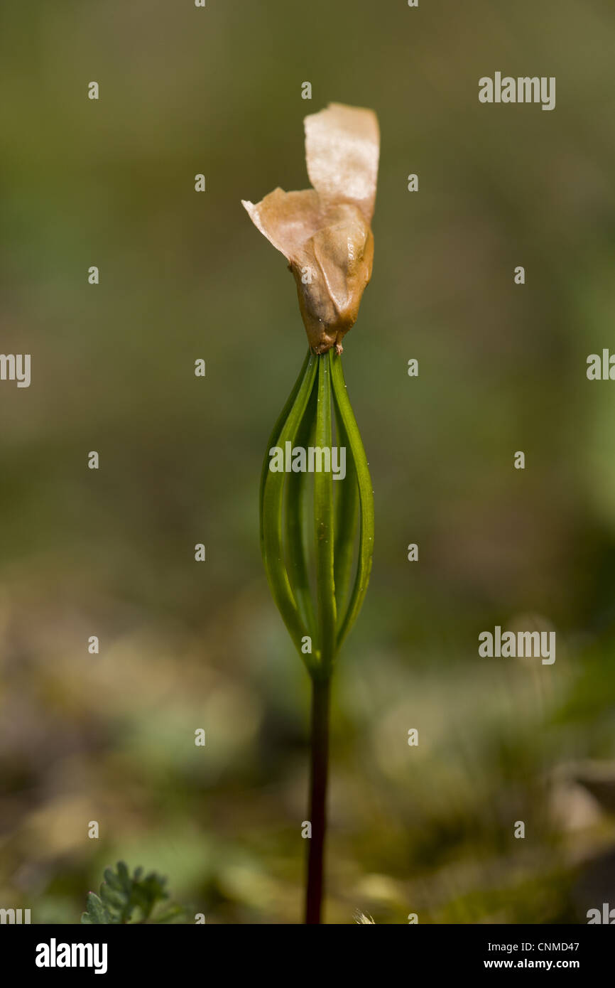 Macedonian Pine (Pinus peuce) seedling germinating, with seed coat ...