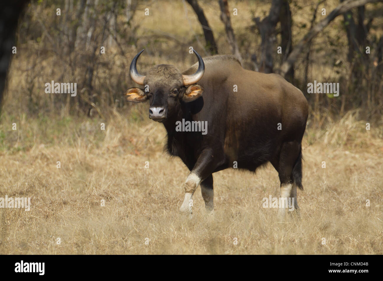 Gaur (Bos gaurus) adult, walking in dry grass, India Stock Photo - Alamy