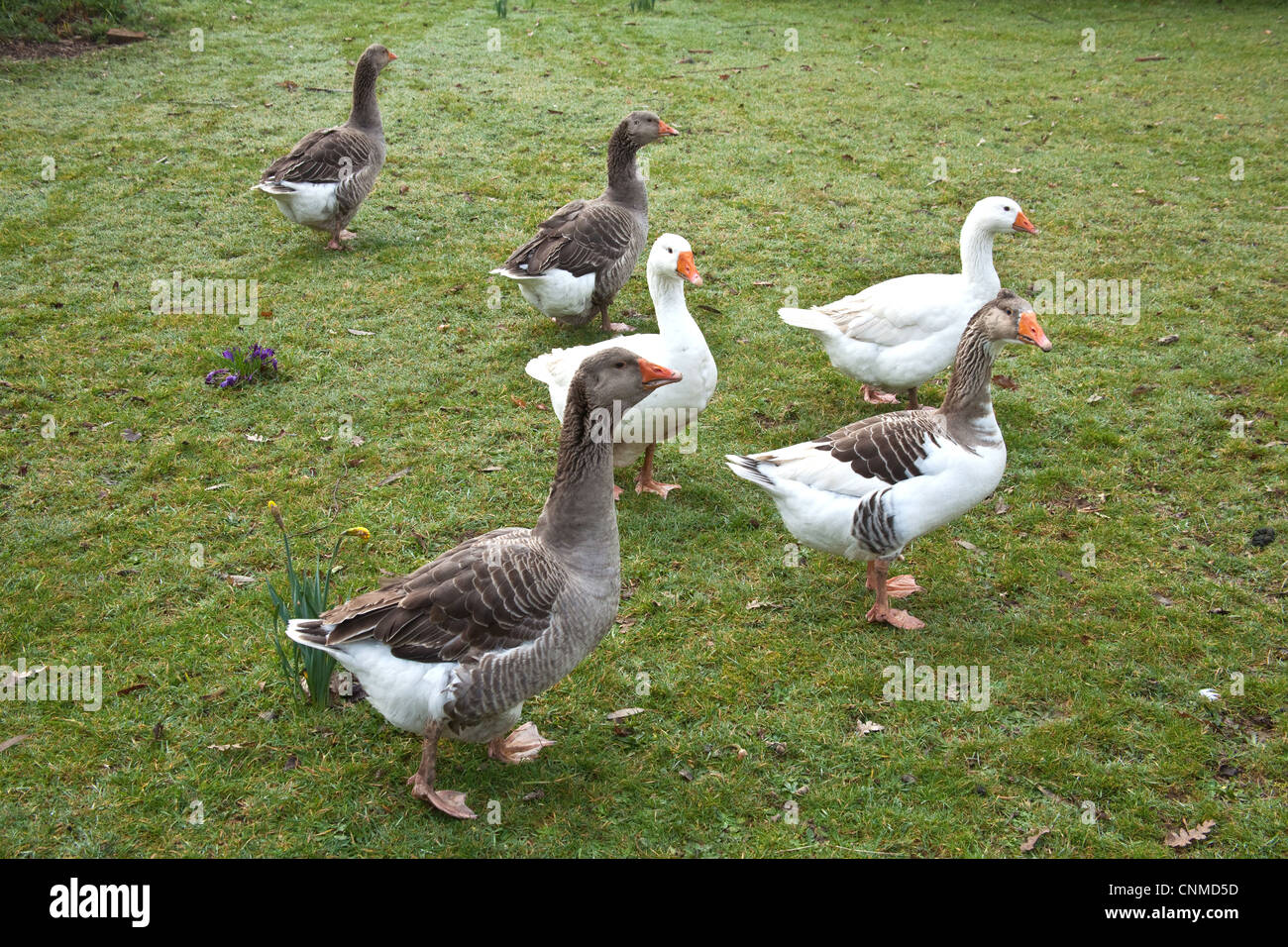 Farmyard geese hi-res stock photography and images - Alamy