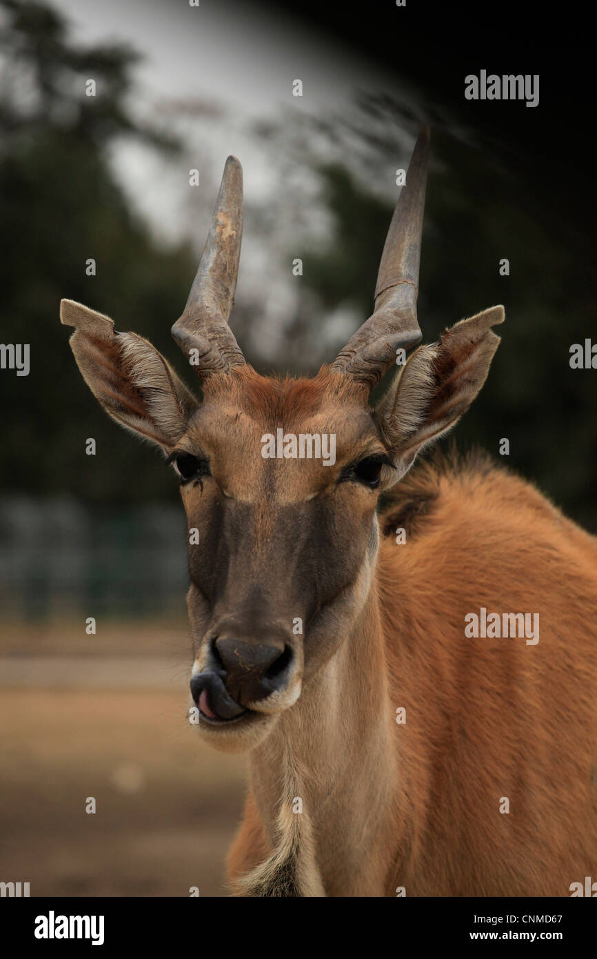 An Eland antelope at the Ramat Gan Safari, officially known as the ...
