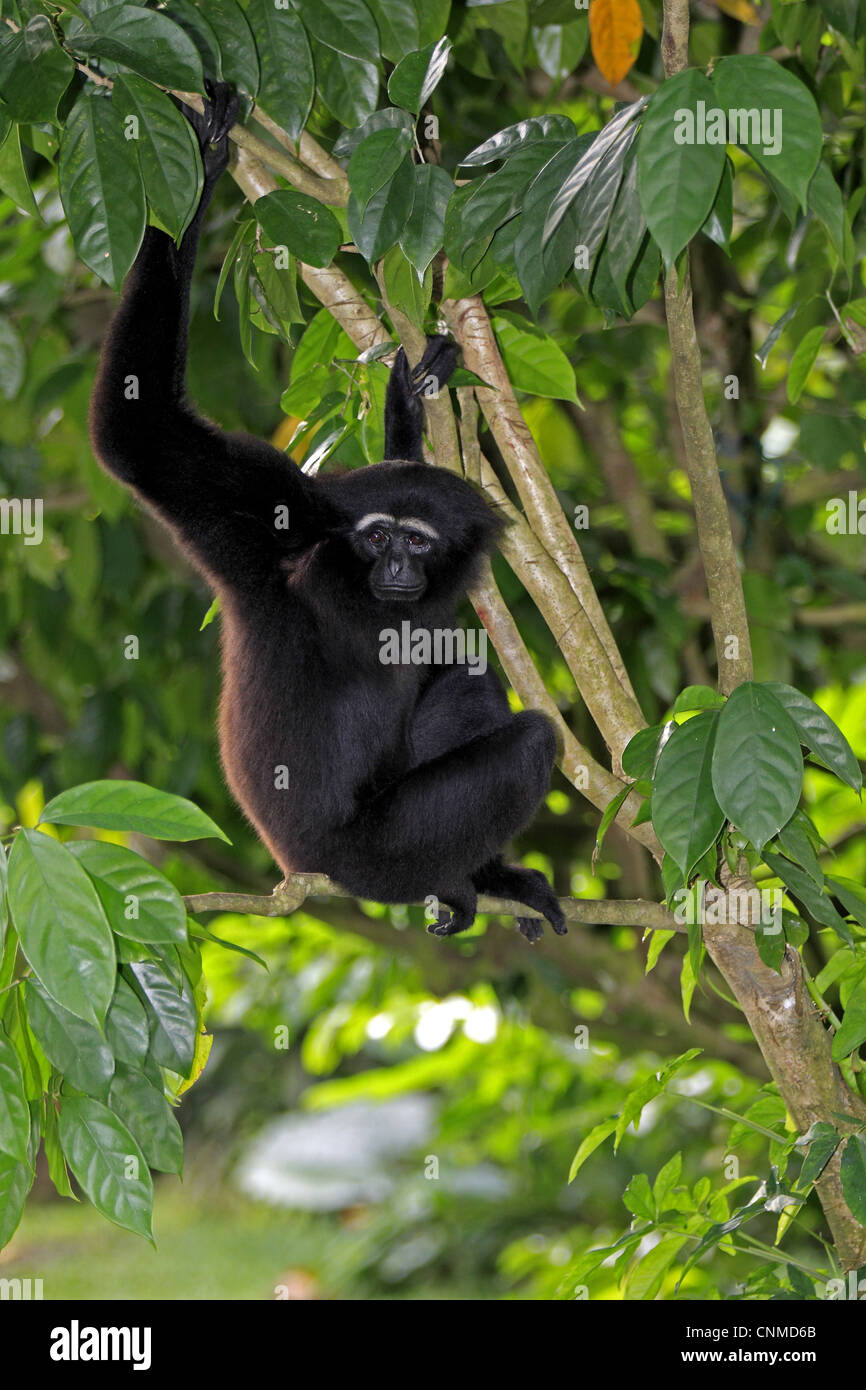 Agile Gibbon (Hylobates agilis) adult, sitting in tree (captive Stock ...