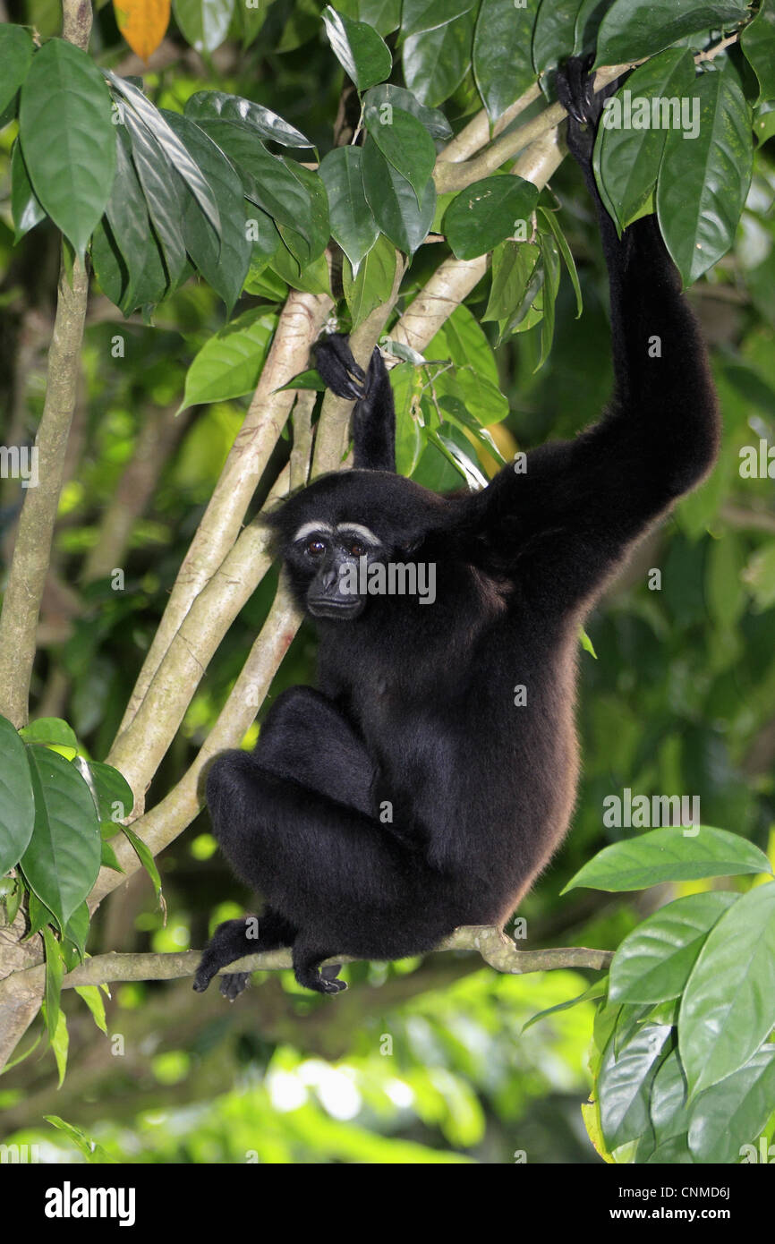 Dark handed gibbon hi-res stock photography and images - Alamy