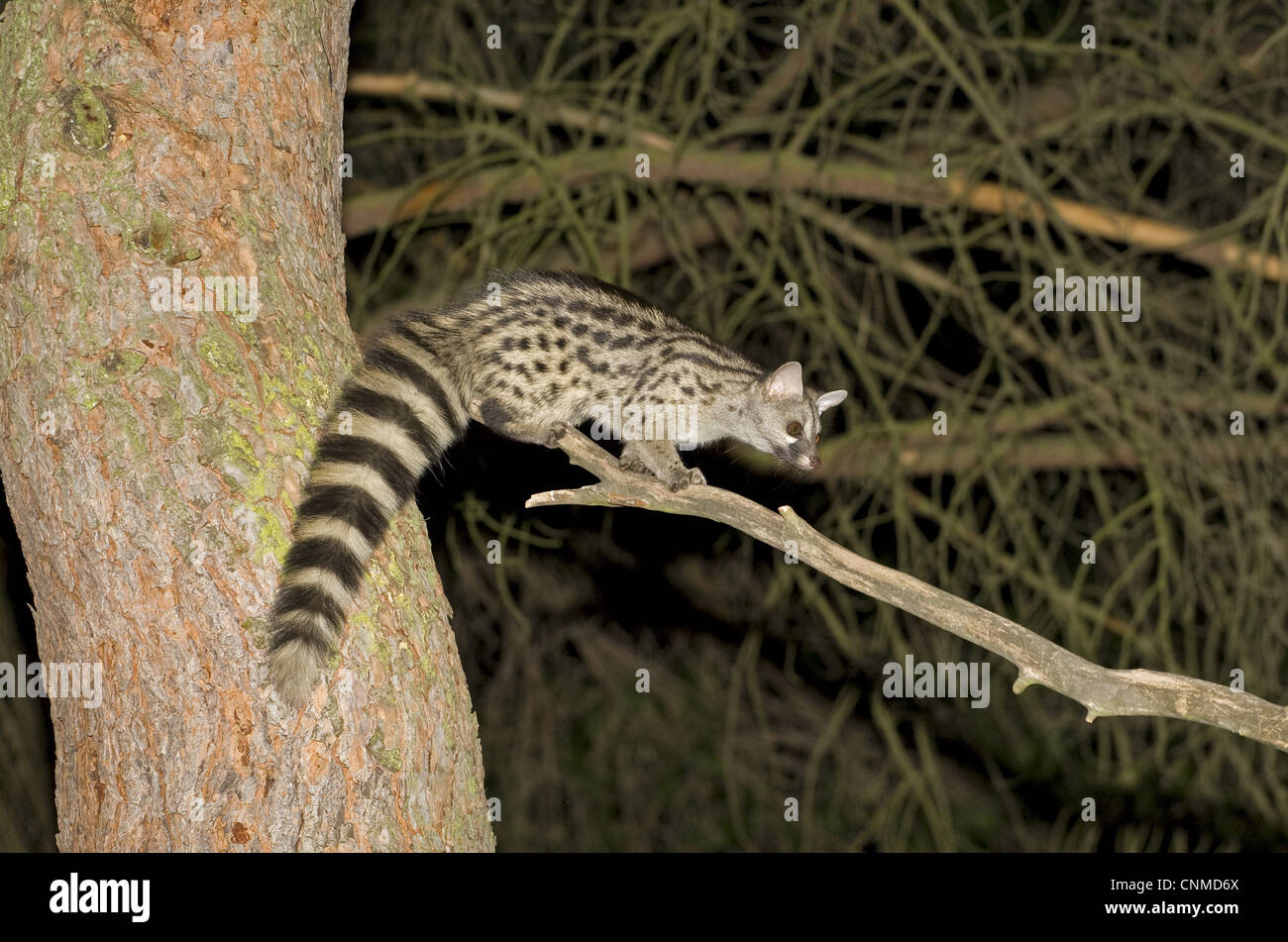 Small-spotted Genet (Genetta genetta) adult, standing on branch at ...