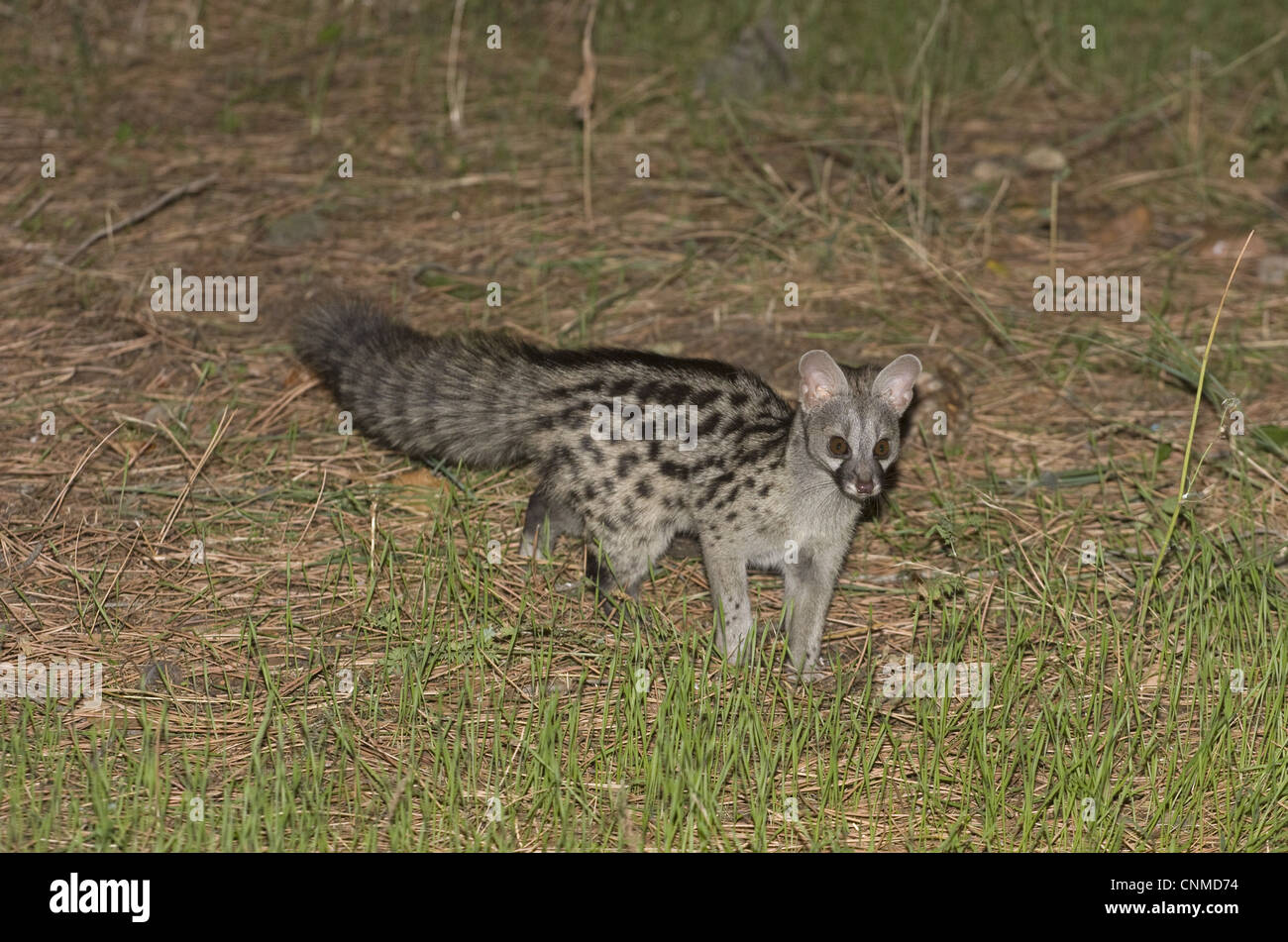 Small-spotted Genet (Genetta genetta) adult, hunting on ground at night ...