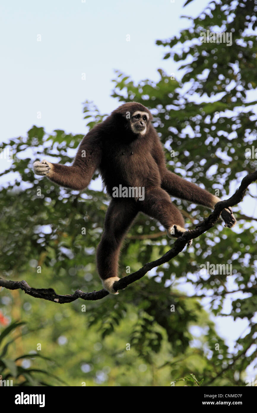 Gibbon Walking