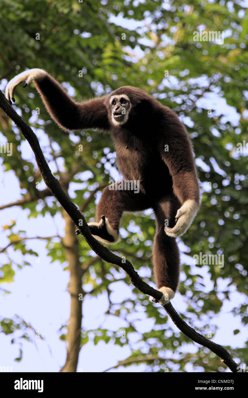 Common Gibbon (Hylobates lar) adult, walking along vine (captive Stock ...