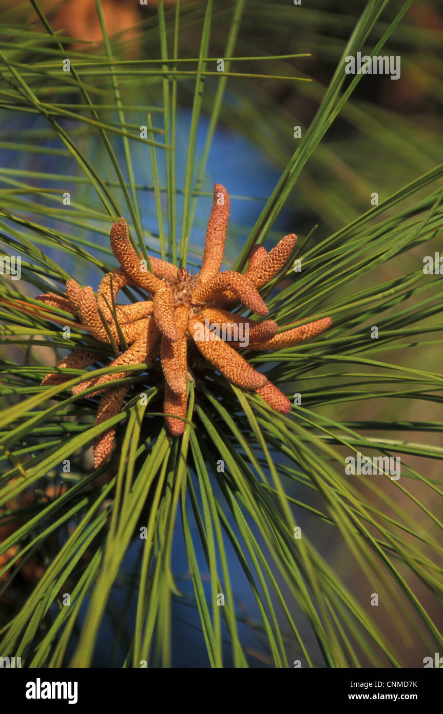 Splash Pine (Pinus elliottii) Male flower cluster Stock Photo - Alamy