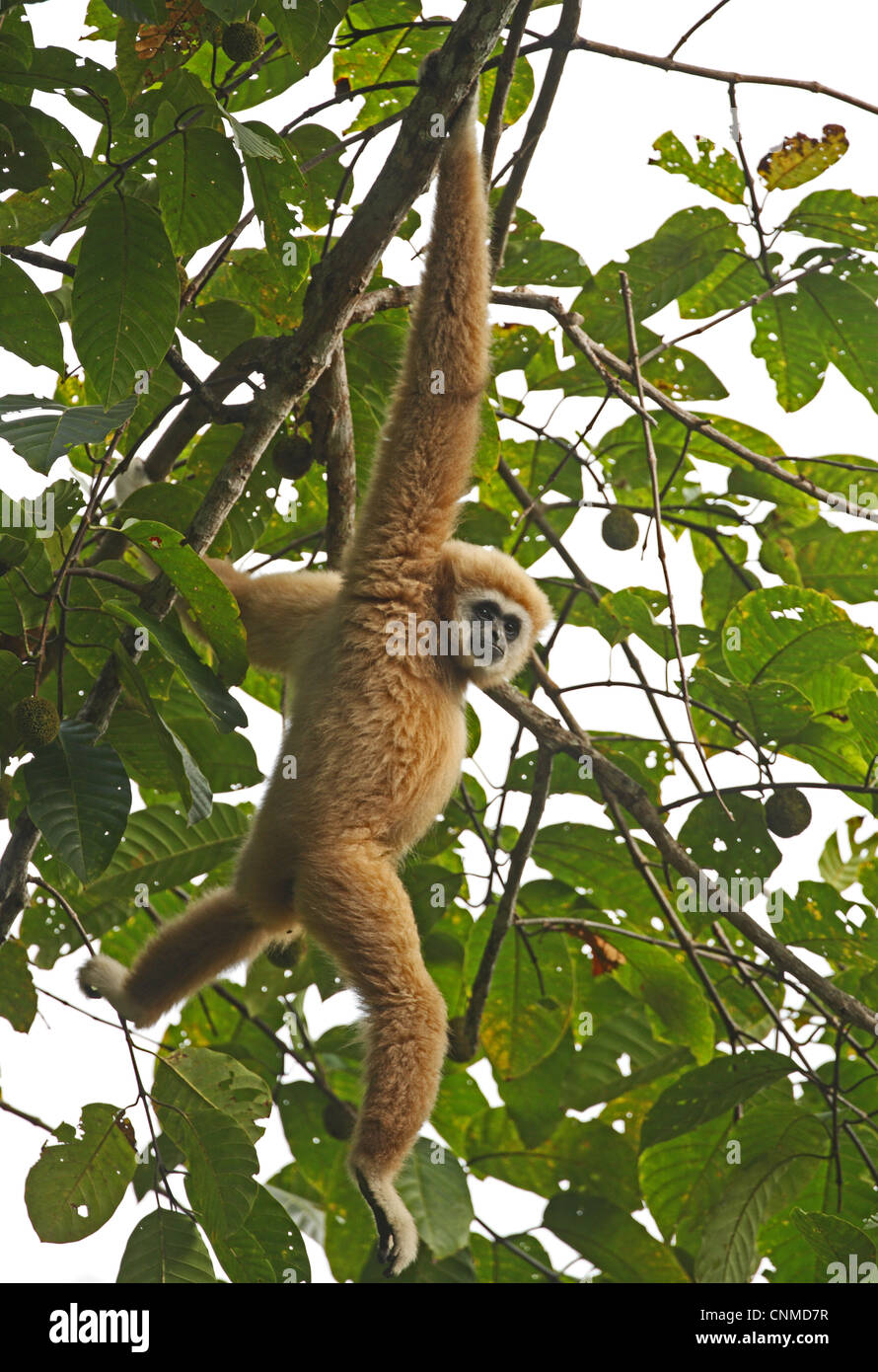 Common Gibbon (Hylobates lar) adult, hanging from branch, Kaeng Krachan ...