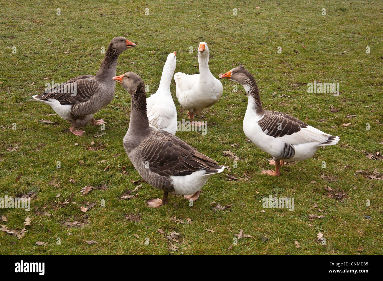 Domestic farmyard geese, Hampshire, England, United Kingdom Stock Photo ...