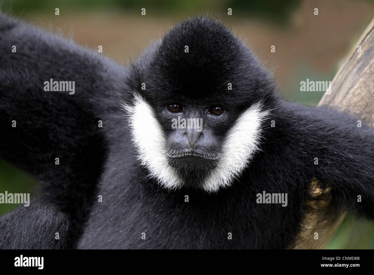 Black Crested Gibbon (Nomascus concolor) adult male, close-up of head ...