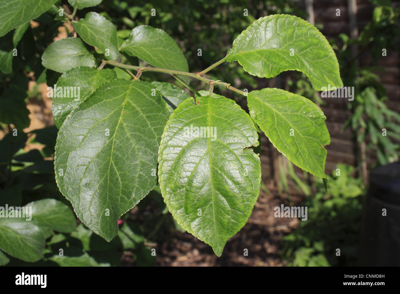 Prunus Domestica Leaf