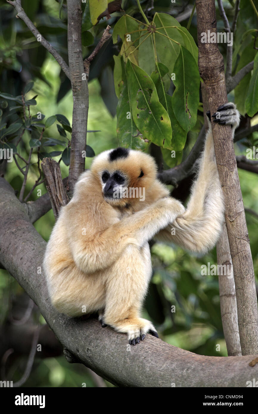 Black Crested Gibbon (Nomascus concolor) adult female, sitting on ...