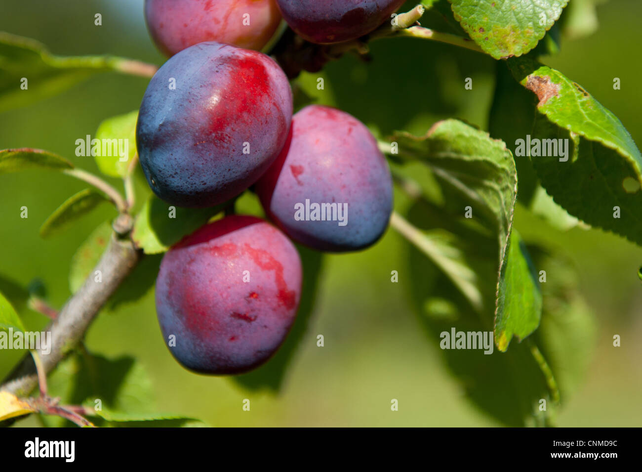 Plum (Prunus domestica) 'Czar', close-up of fruit, growing in orchard ...
