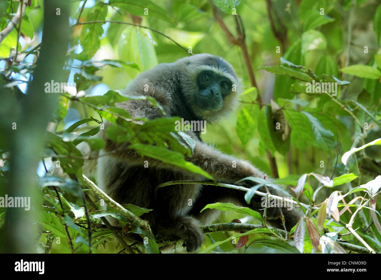 Malaysia island gibbon hylobates muelleri hi-res stock photography and ...