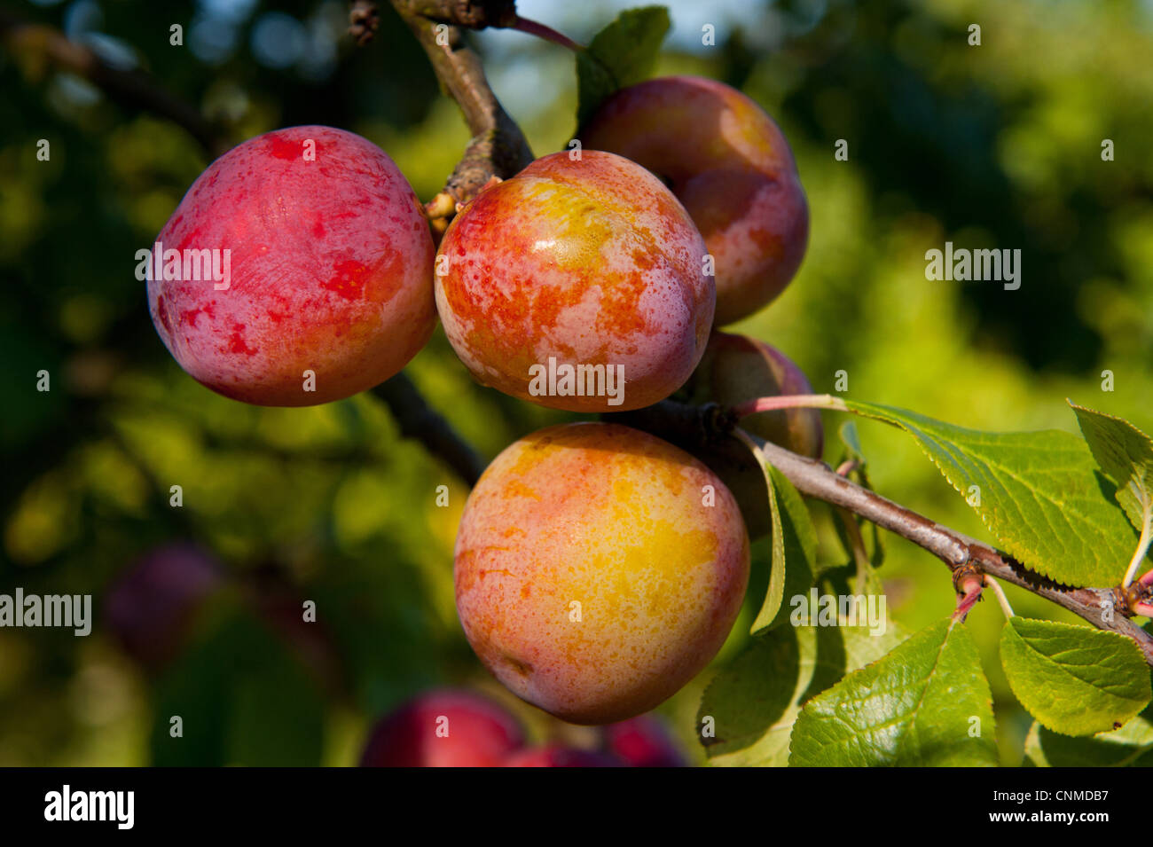 Plum (Prunus domestica) 'Reeves', close-up of fruit, growing in orchard ...