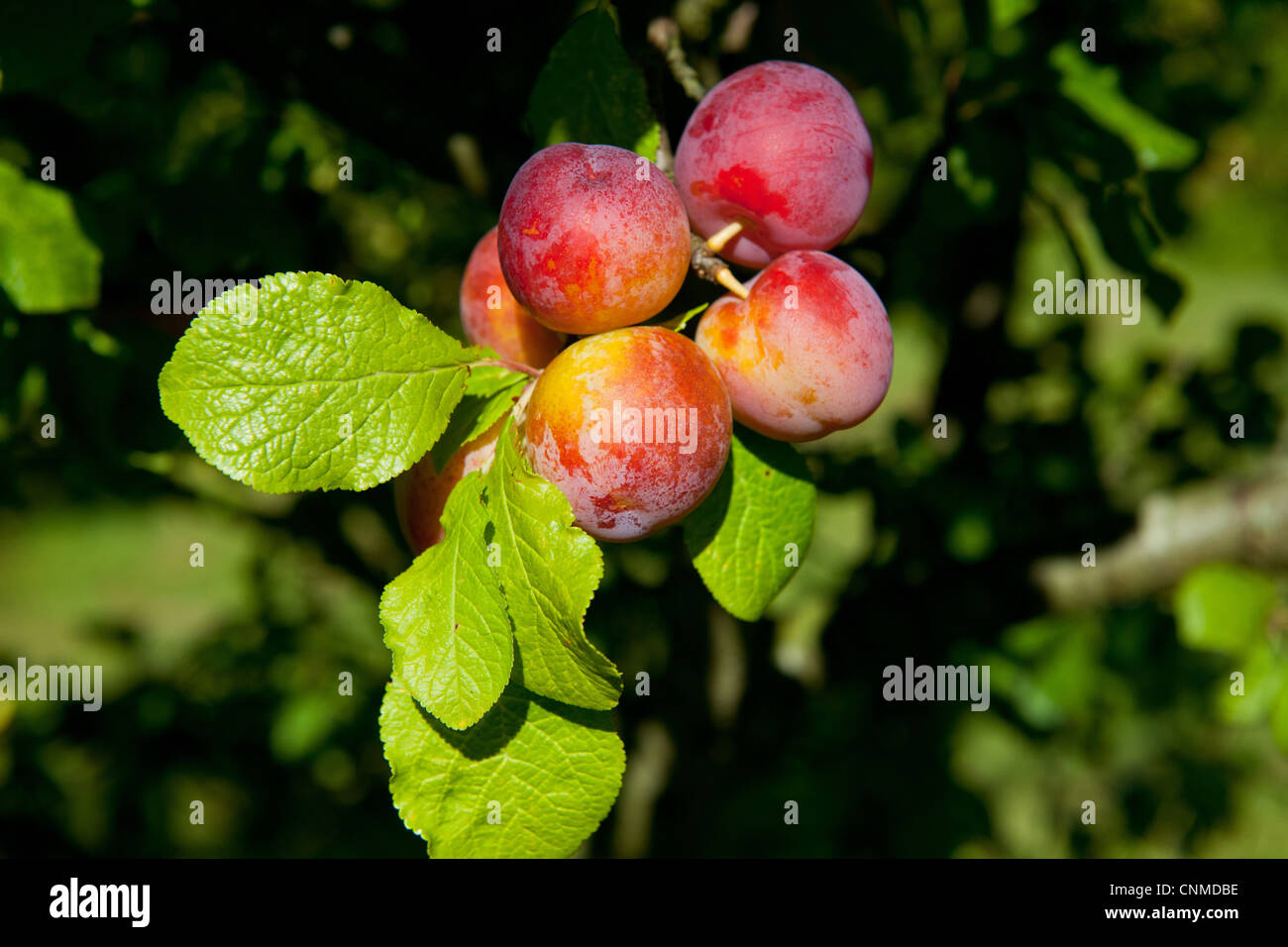 Plum (Prunus domestica) 'Reeves', close-up of fruit, growing in orchard ...