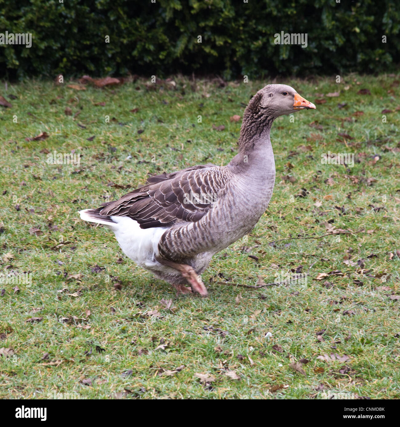 TToulouse goose, Hampshire, England Stock Photo - Alamy