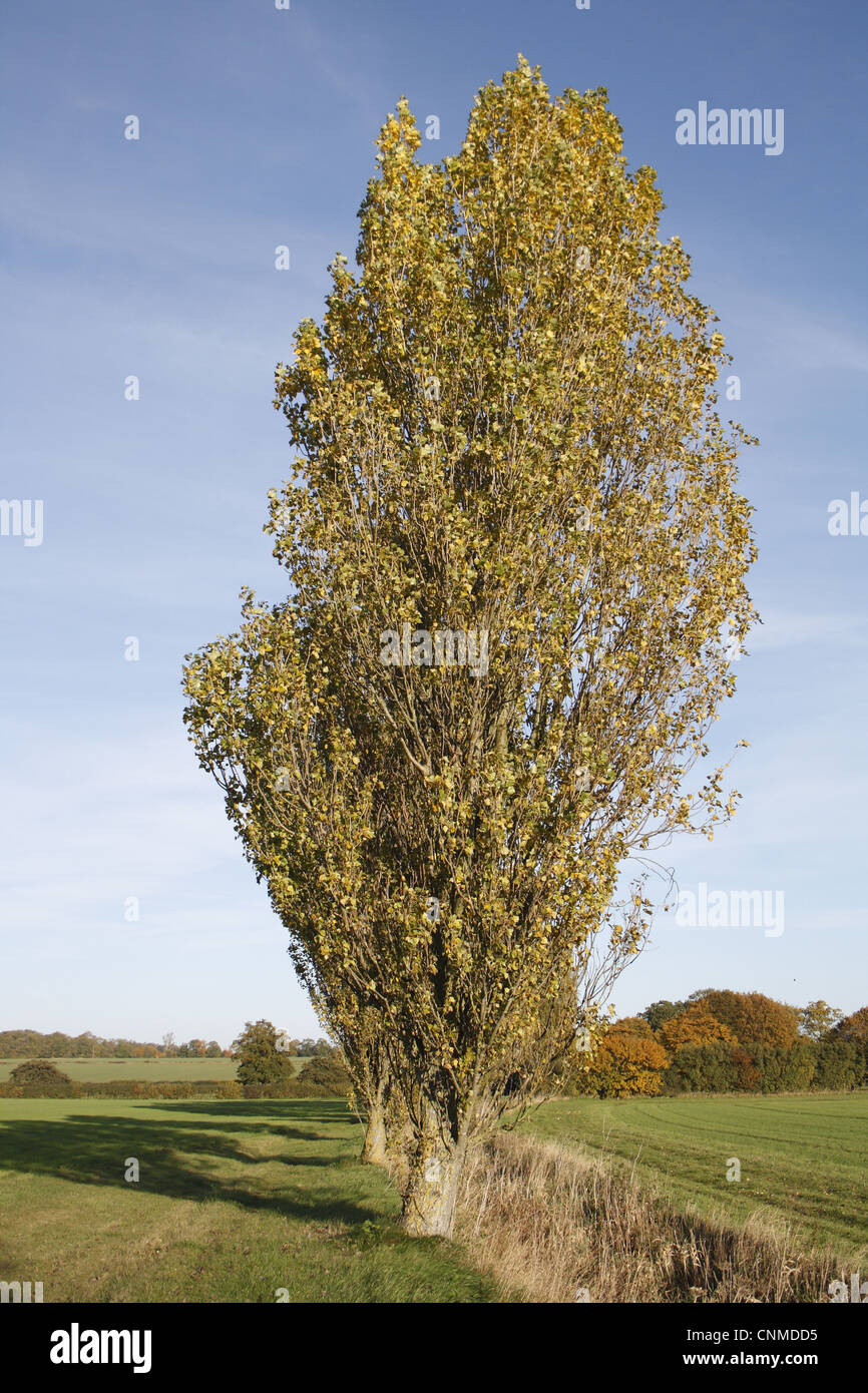 Black Poplar Uk Stock Photos & Black Poplar Uk Stock Images - Alamy