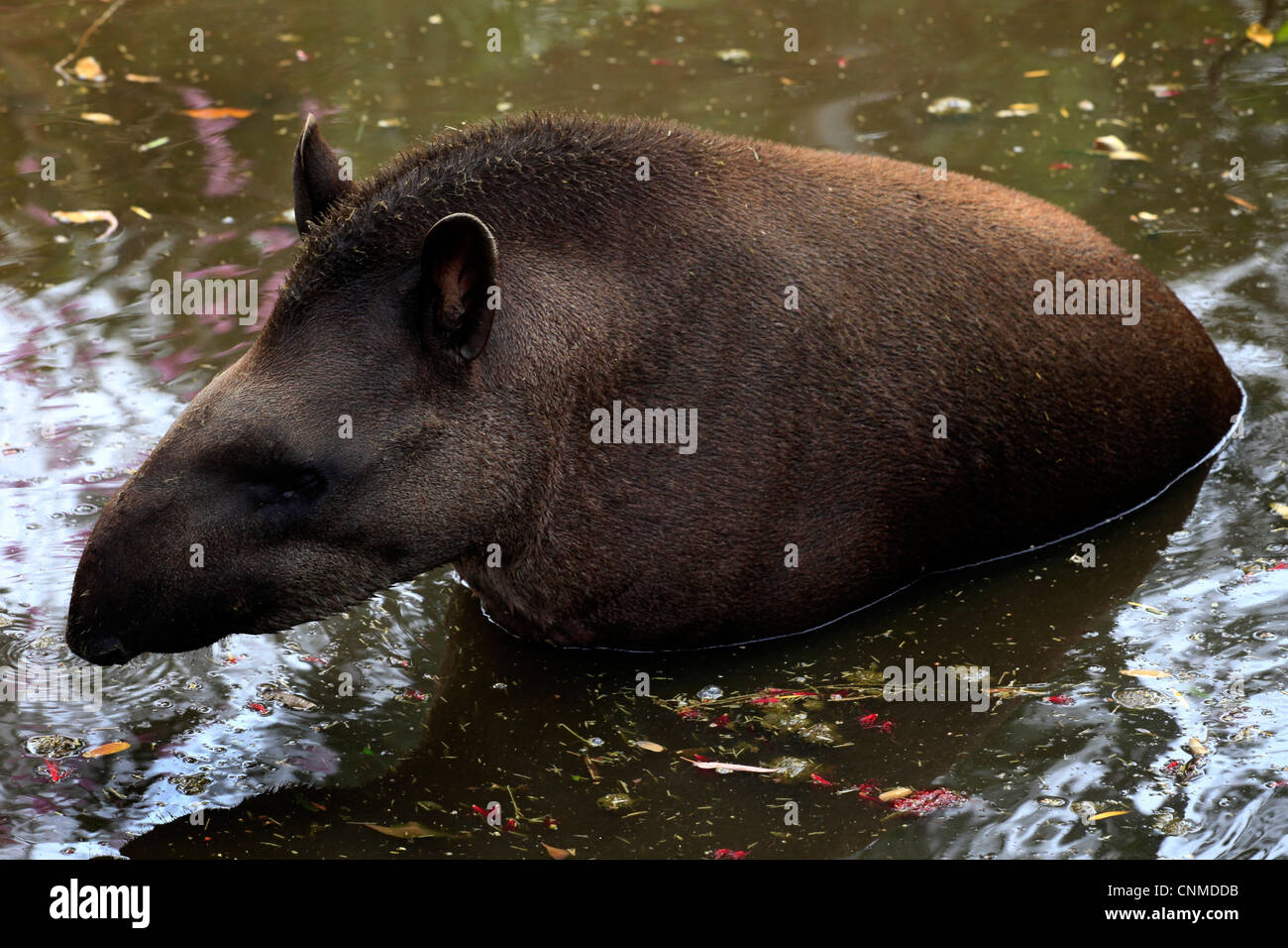 Baird tapir hi-res stock photography and images - Alamy
