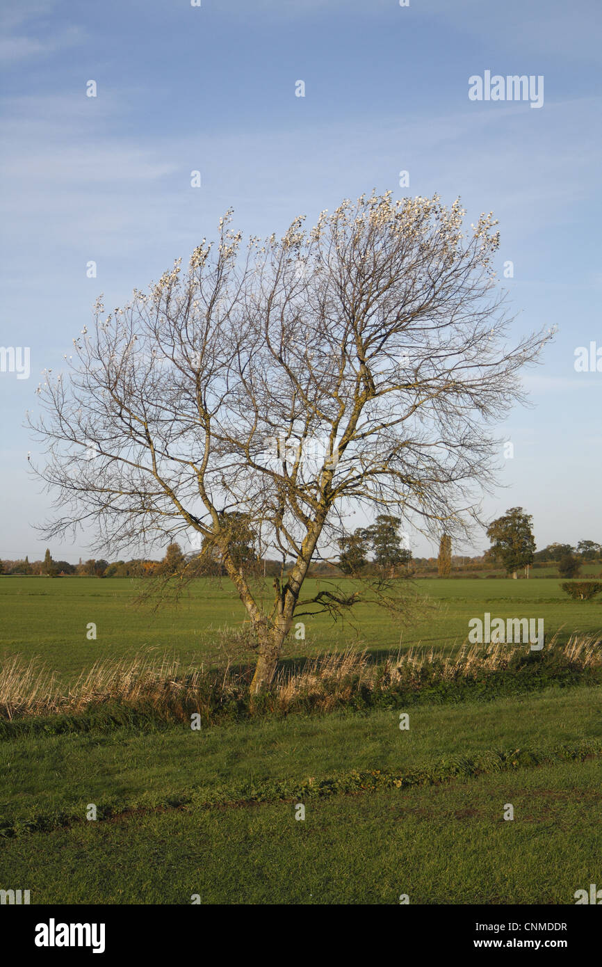 Populus alba uk hi-res stock photography and images - Alamy