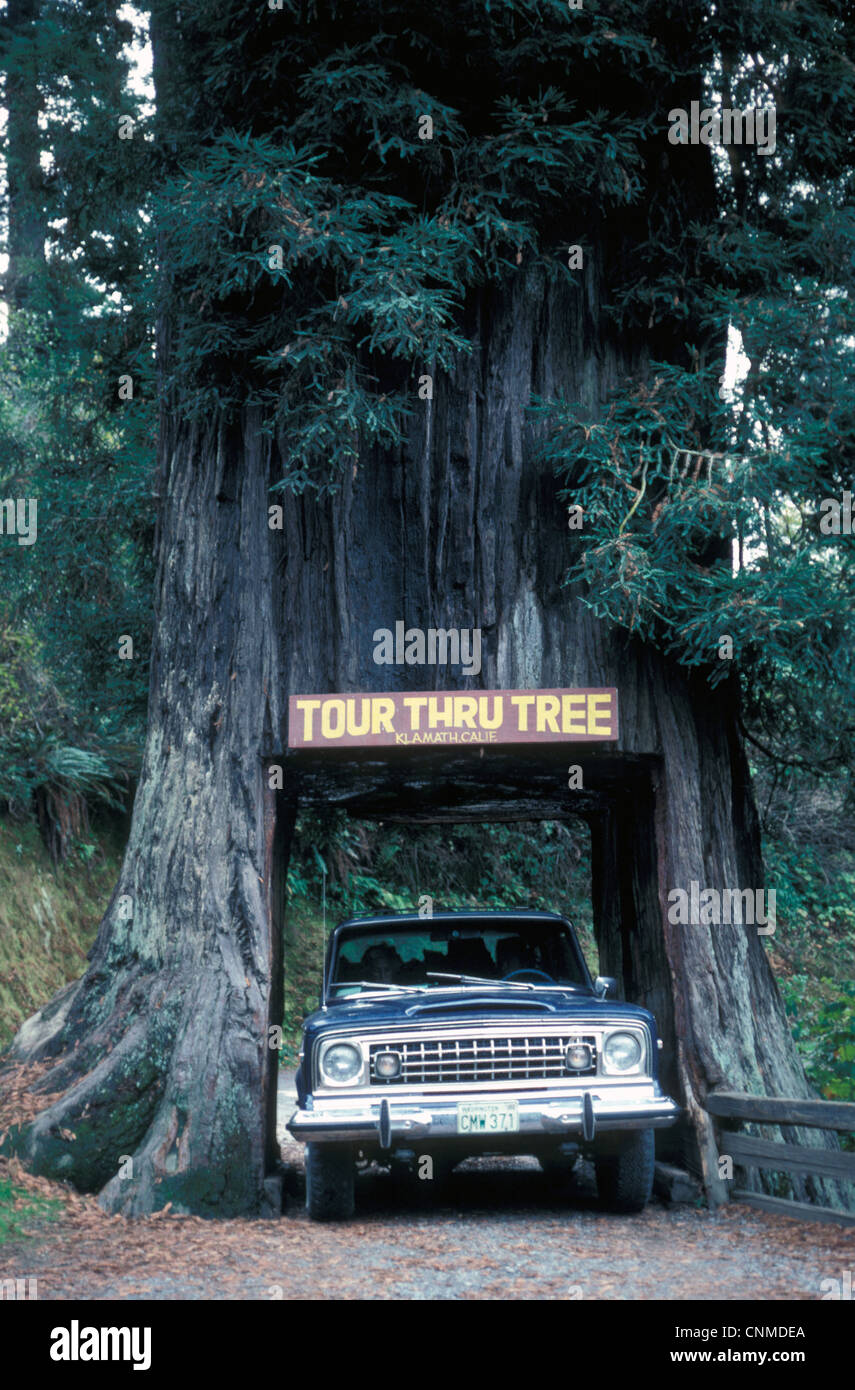 Tree - Redwood Californian (Sequoia sempervirens) Car driving through ...