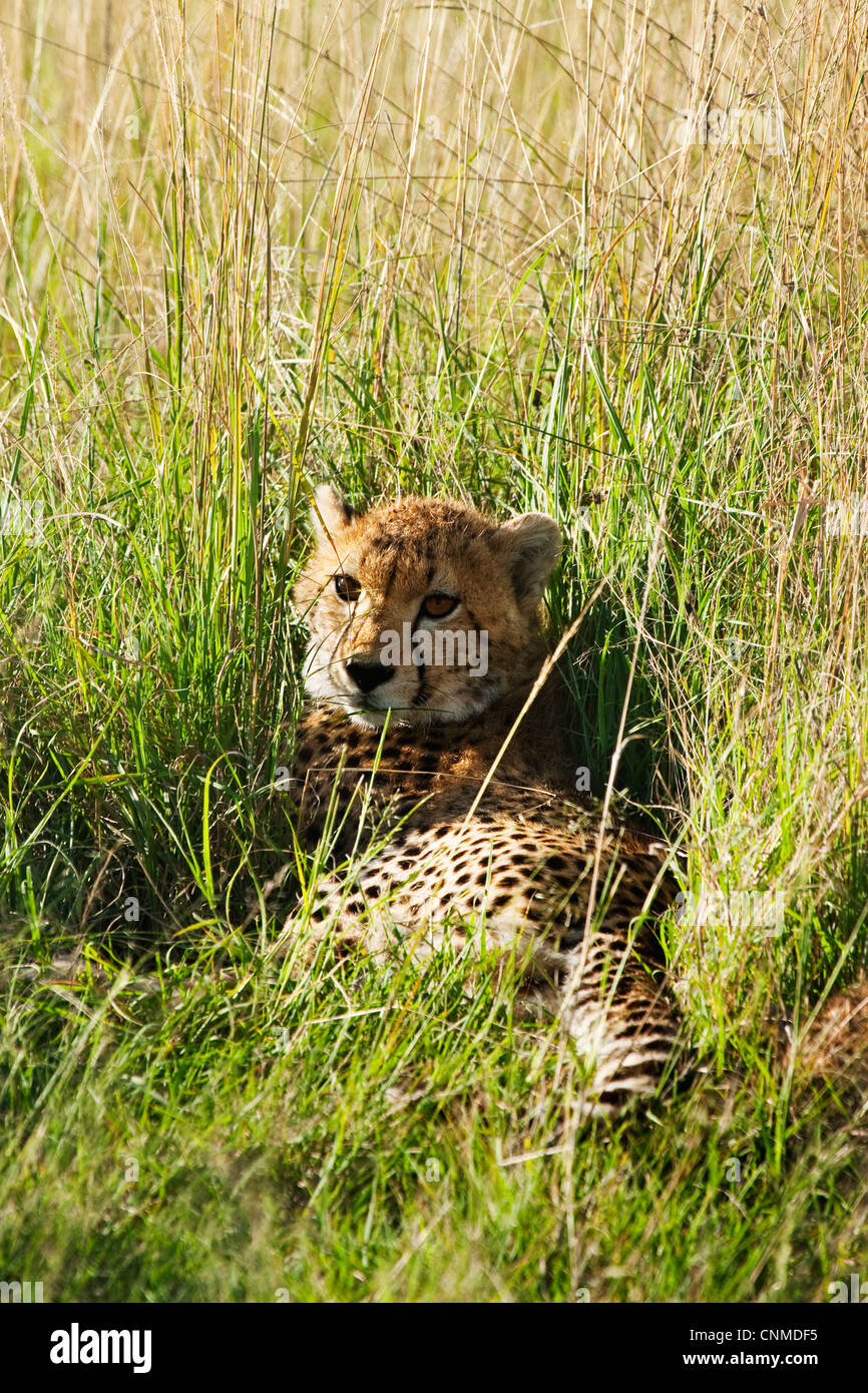 Cheetah Acinonyx jubatus relaxing Stock Photo - Alamy