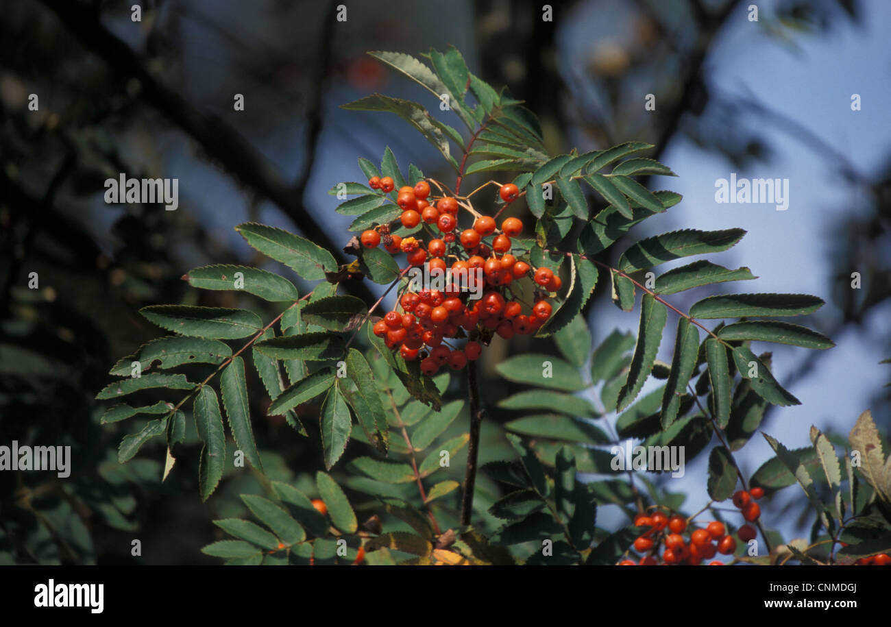 Mountain Ash (Sorbus aucuparia) Leaf and fruit - Sizewell Belts ...
