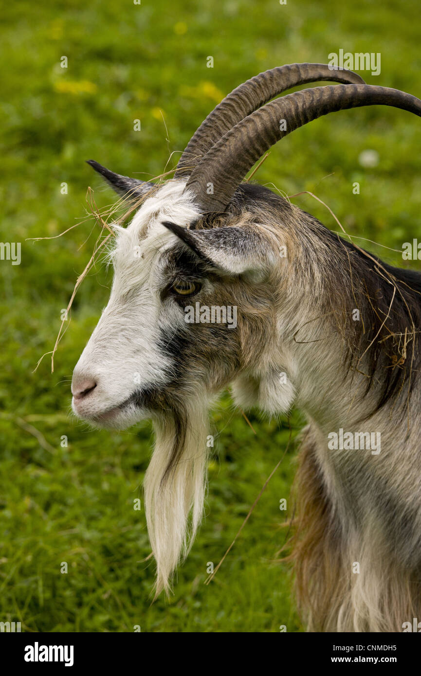 Domestic Goat Hungarian Goat adult male close-up head covered grass ...