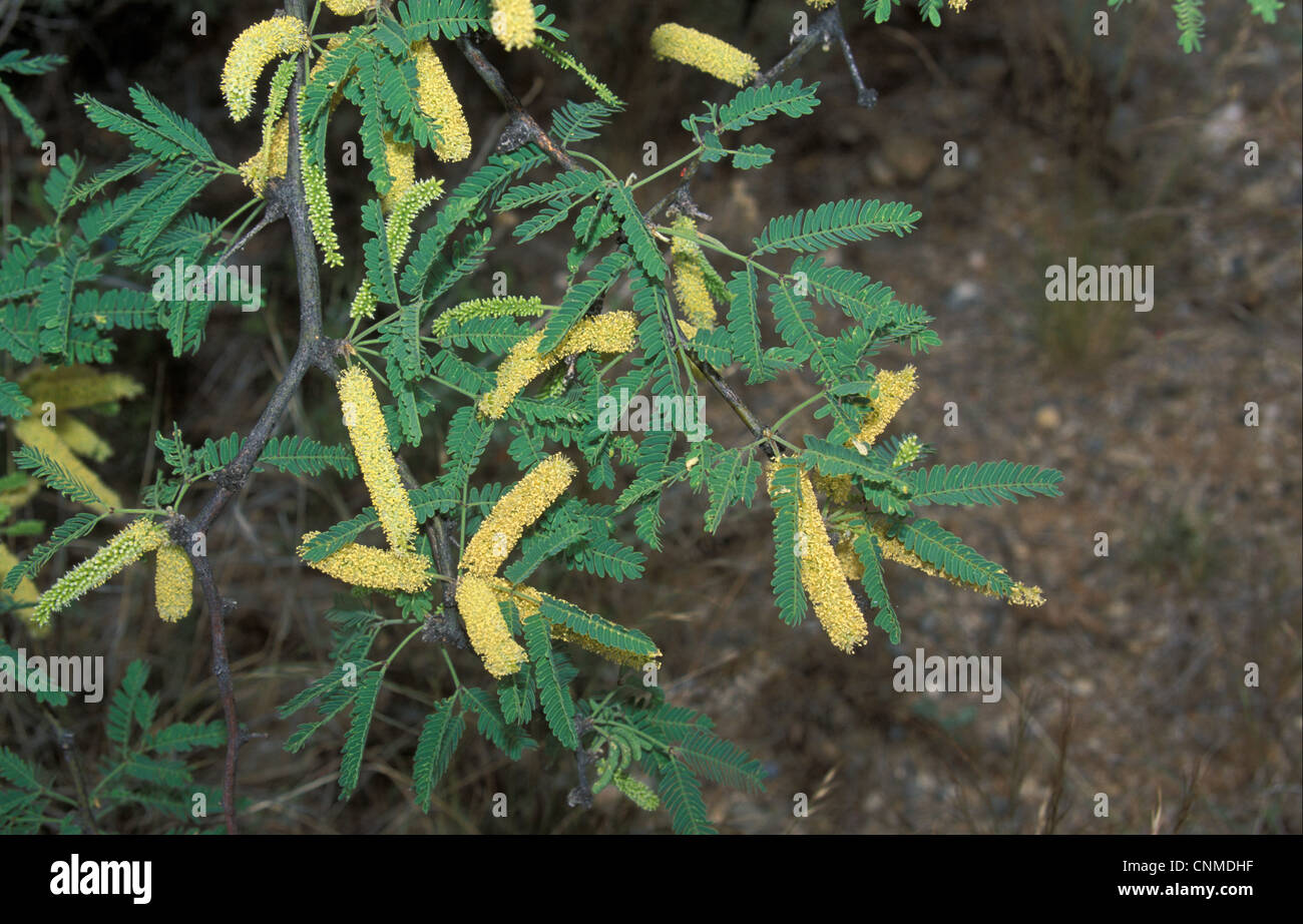 Tree-Screwbean Mesquite (Prosopis pubescens) Arizona Desert, USA Stock ...
