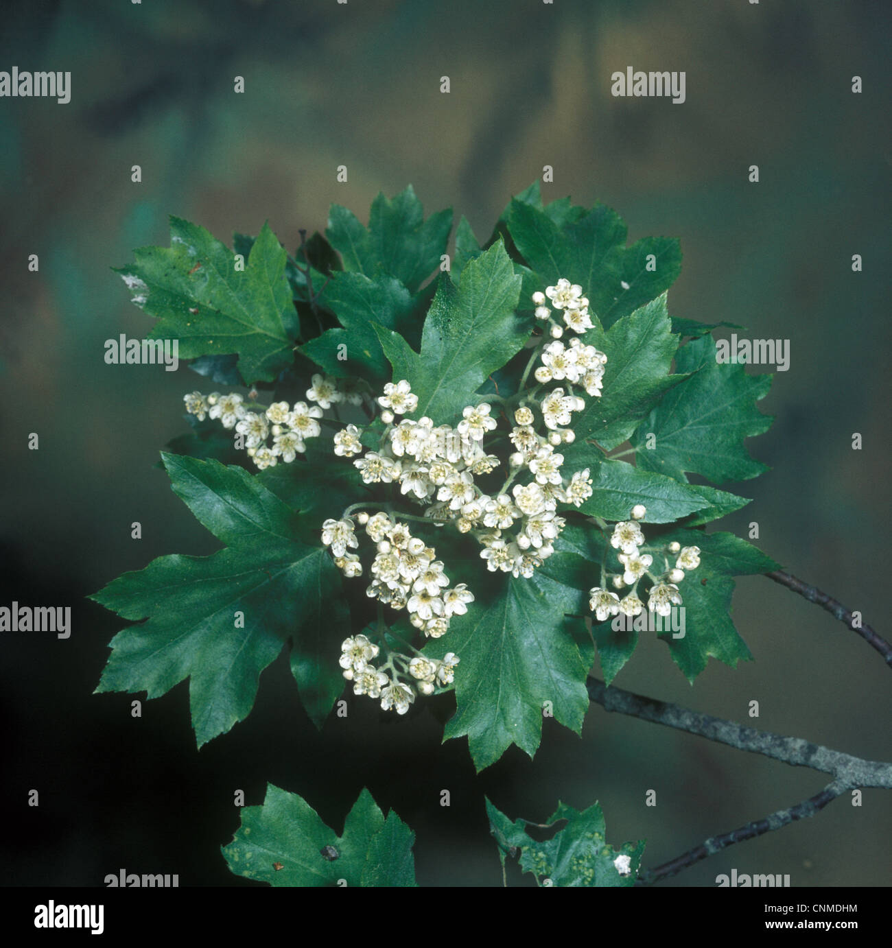 Tree - Service Wild (Sorbus torminalis) close-up of leaves & flowers on ...