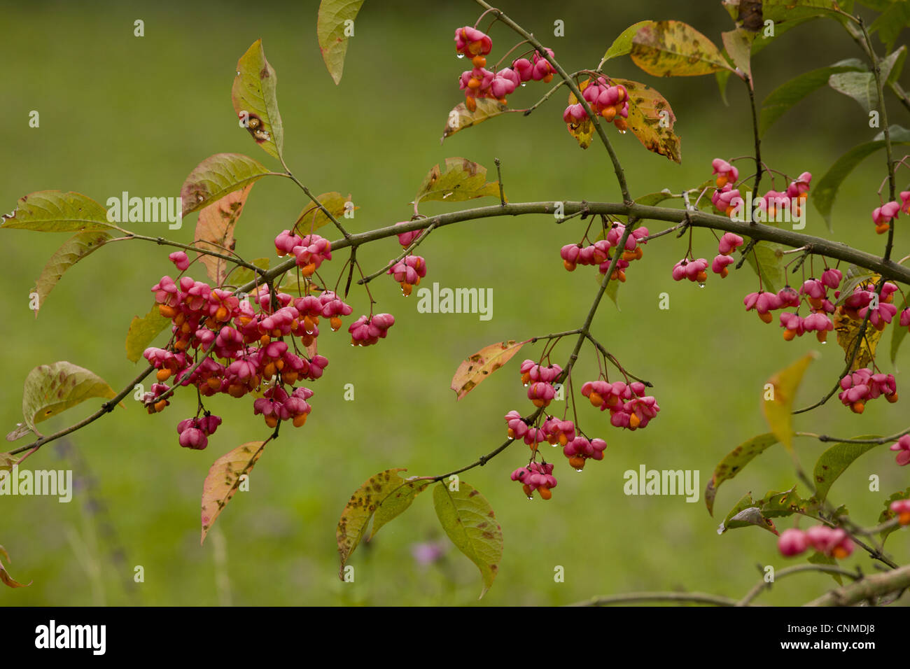European Spindle (Euonymus europaeus) with fruit, Romania, september ...