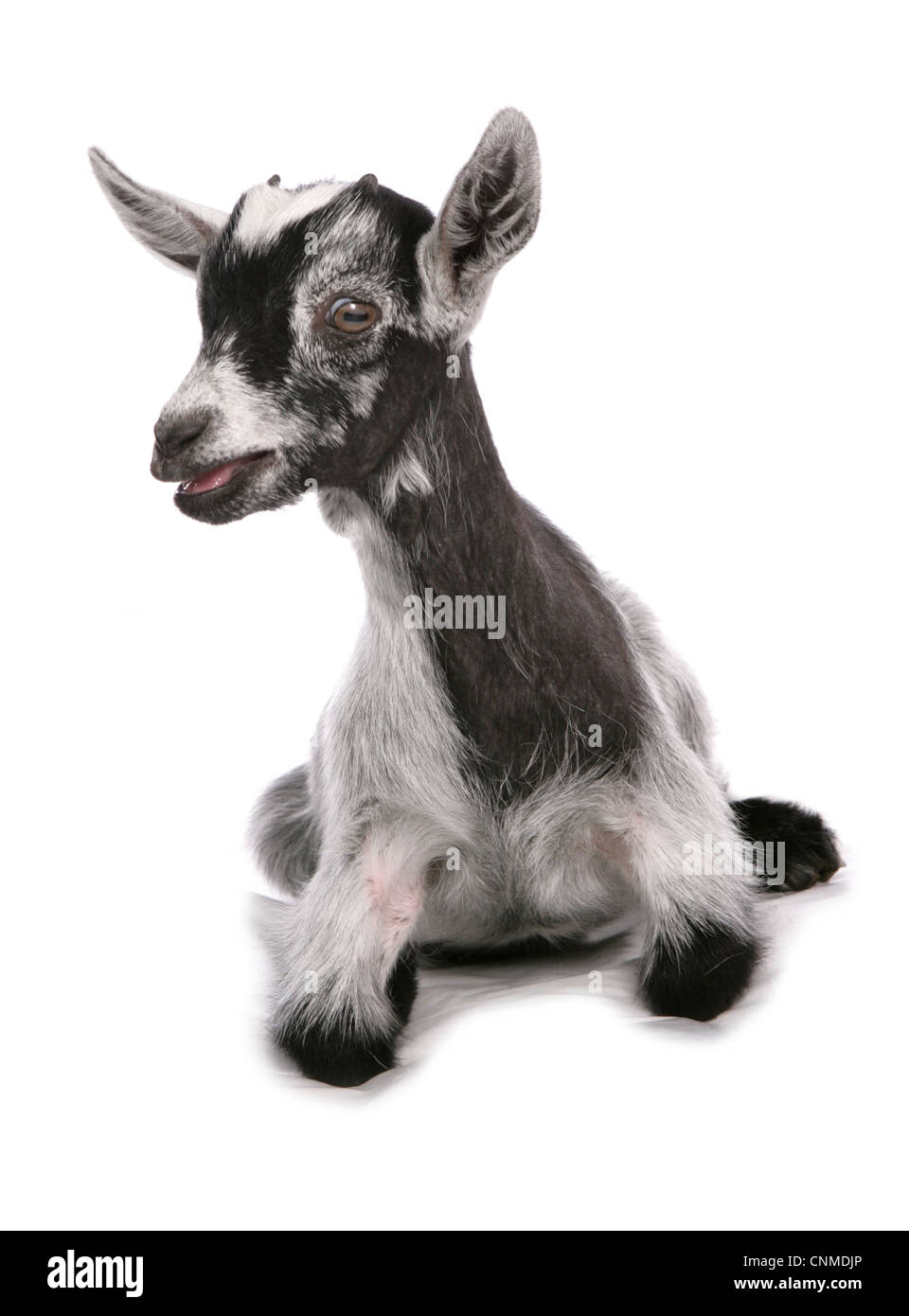 Domestic Goat, Pygmy Goat, kid, laying Stock Photo - Alamy