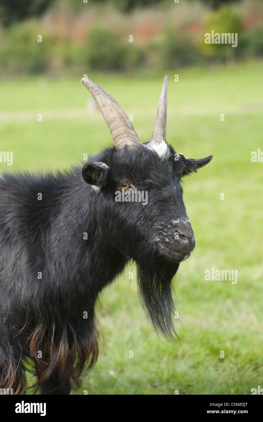 English pygmy goats hi-res stock photography and images - Alamy