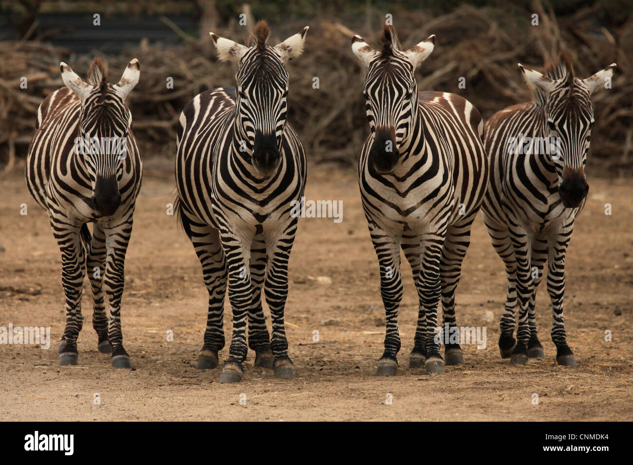 Four Zebras at the Ramat Gan Safari, officially known as the Zoological ...
